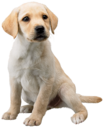 Nintendogs (universe) - SmashWiki, the Super Smash Bros. wiki