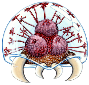 Metroid (creature) - SmashWiki, the Super Smash Bros. wiki